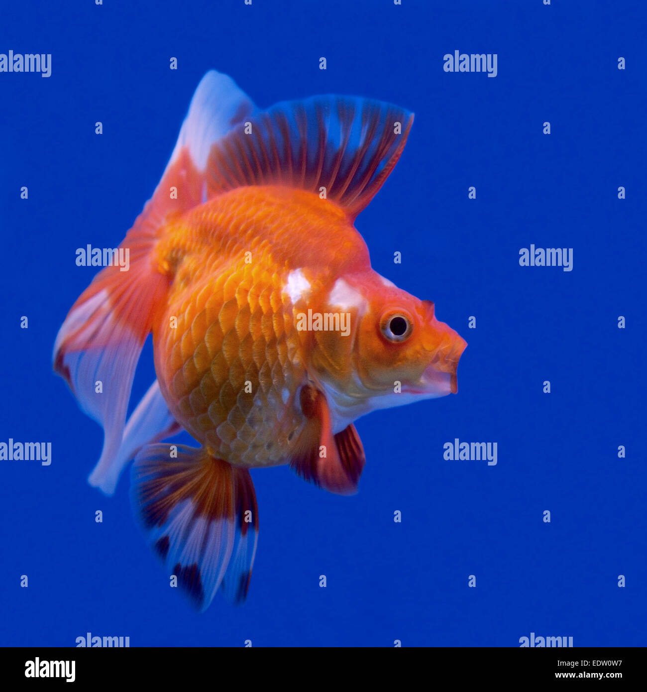 beautiful goldfish in the aquarium Stock Photo - Alamy