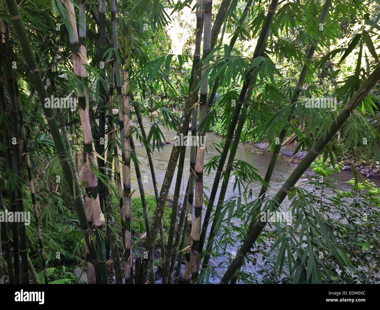 Bamboo creek hi-res stock photography and images - Alamy