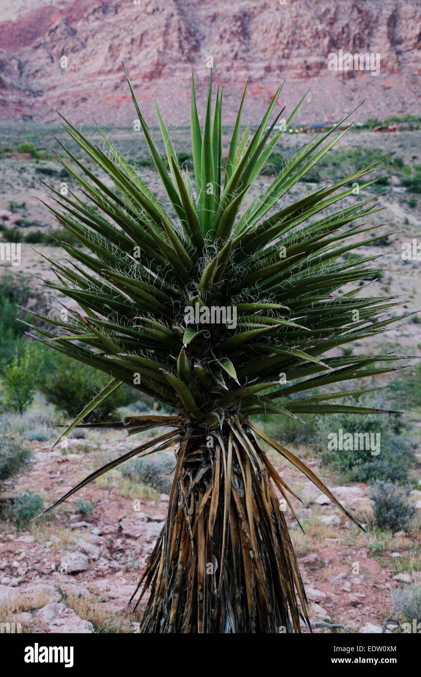 Red yucca hi-res stock photography and images - Alamy