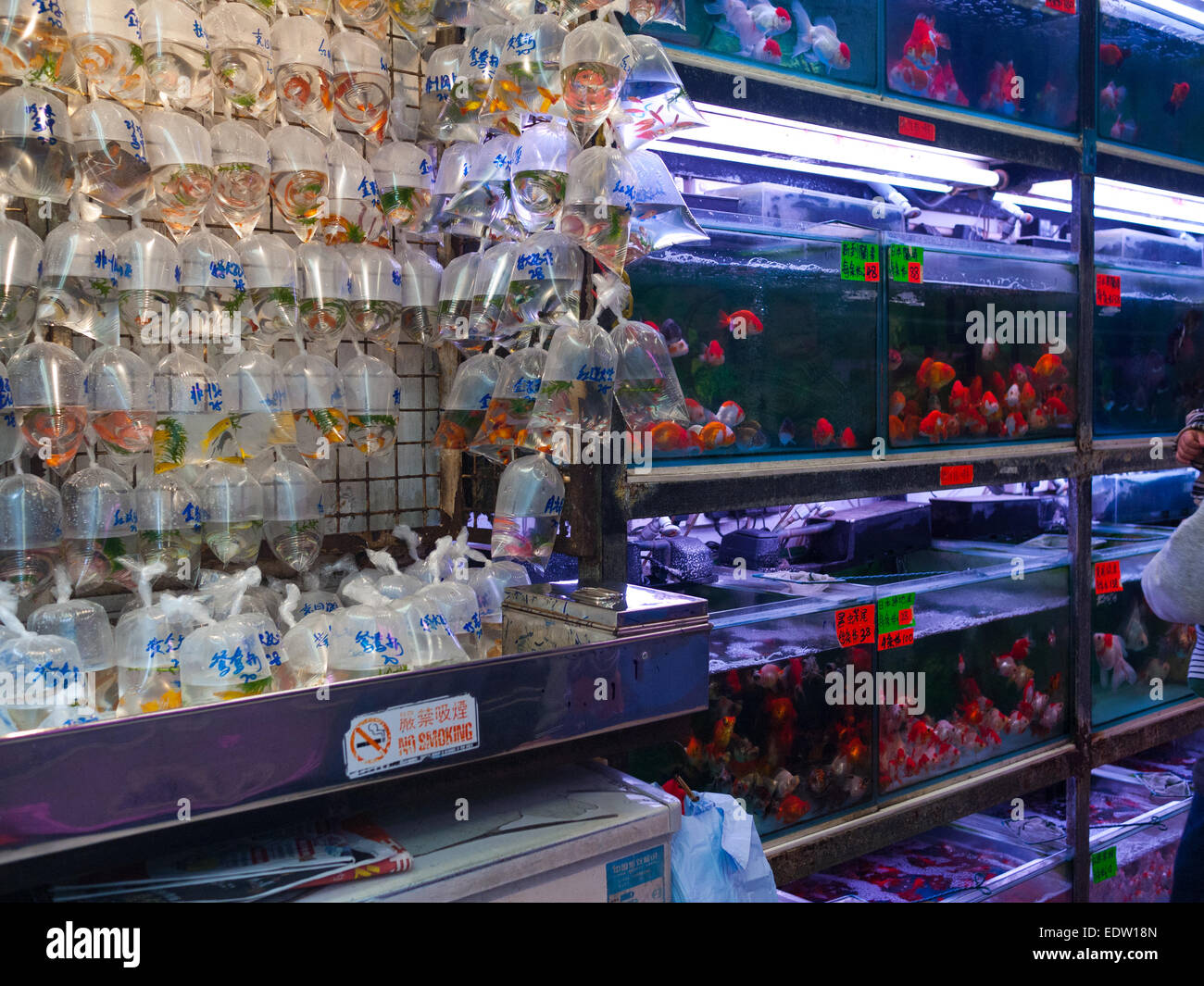 Hong Kong 2015 - Fish market Yuen Po Prince Edward Mong Kok Fish for ...