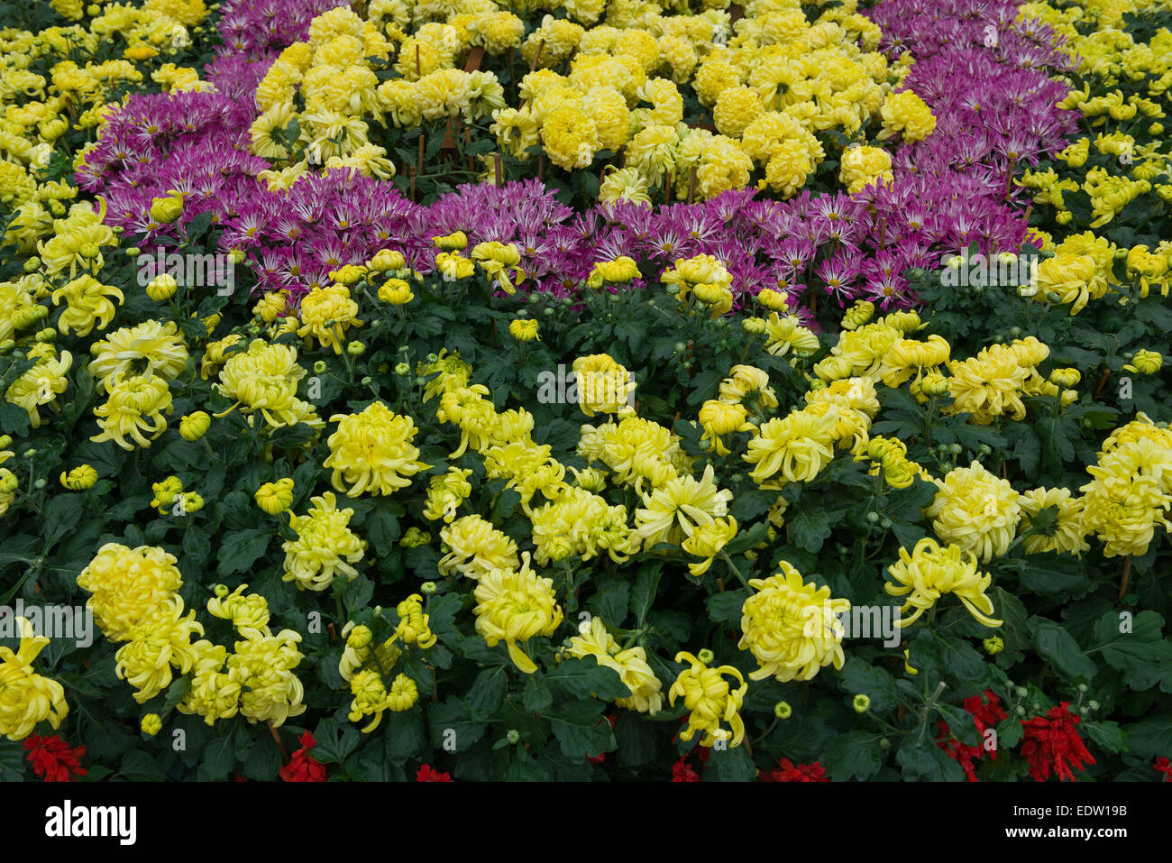 various chrysanthemum flowers Stock Photo - Alamy