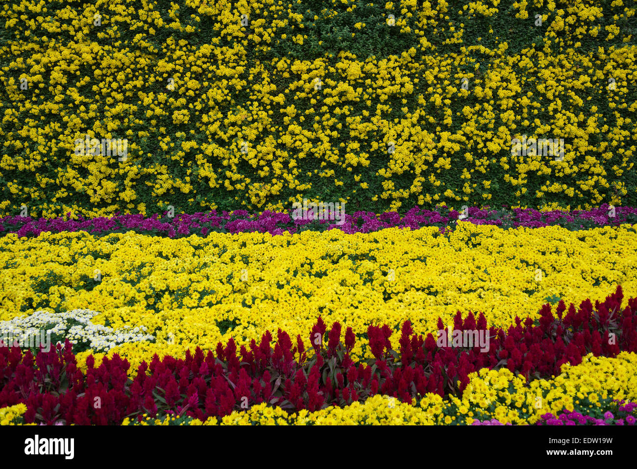 various chrysanthemum flowers Stock Photo - Alamy