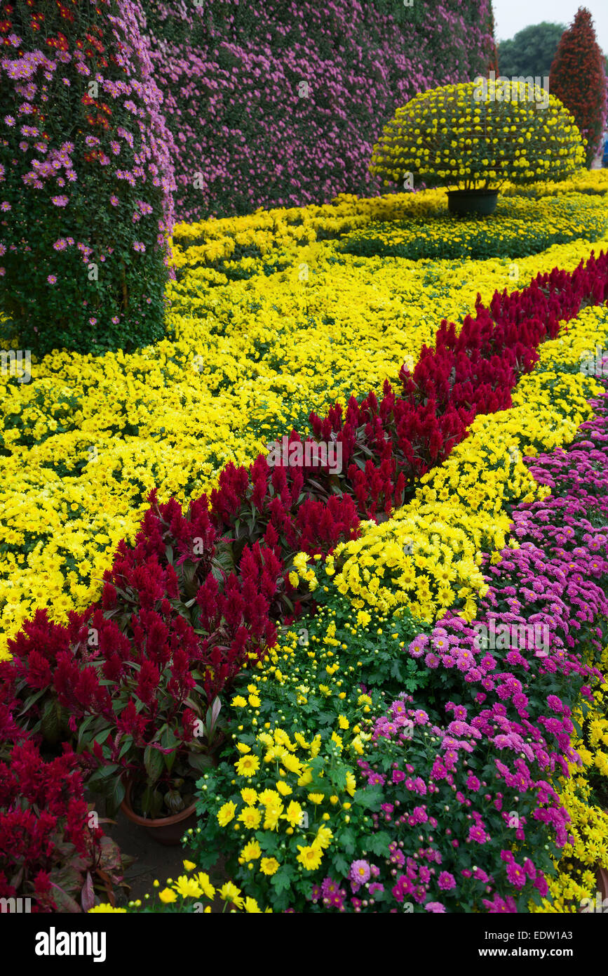 various chrysanthemum flowers Stock Photo - Alamy