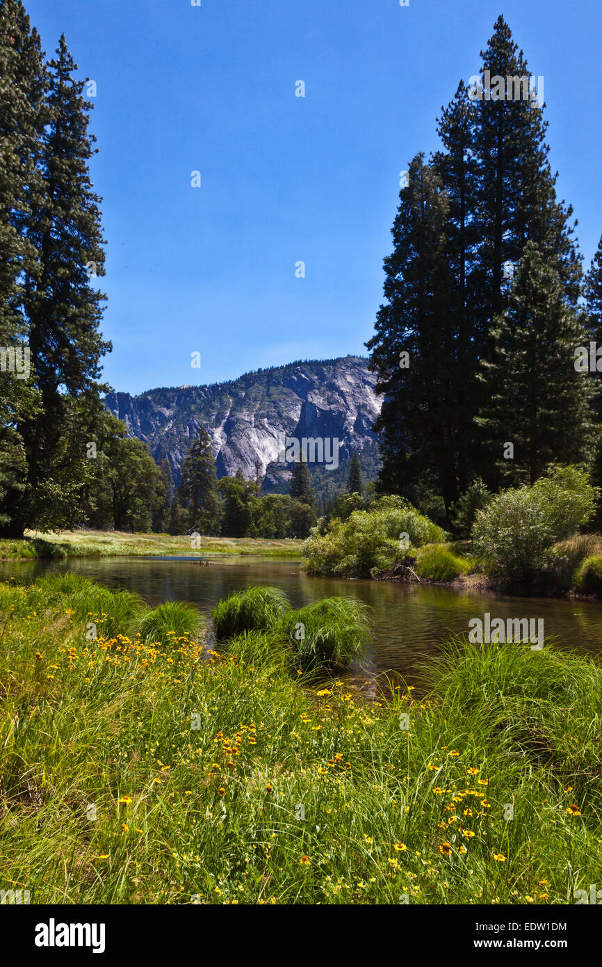 NATIVE GRASSES flourish in the MERCED RIVER meandering through YOSEMITE ...