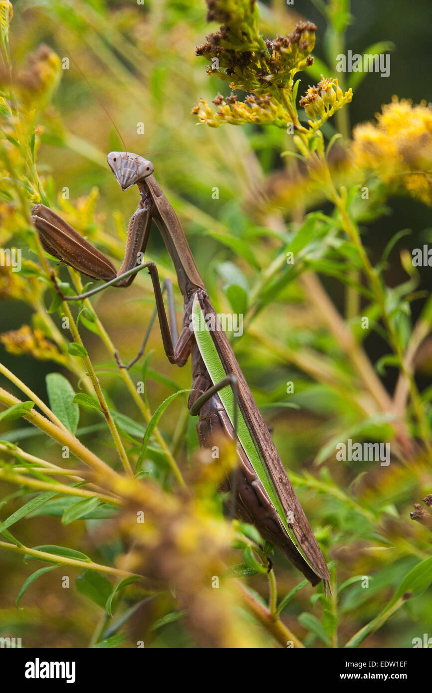 Praying mantis full body Stock Photo - Alamy