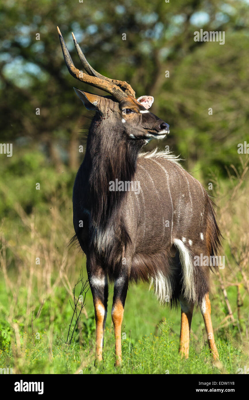 Kudu buck majestic wildlife animal closeup photo in safari wilderness ...