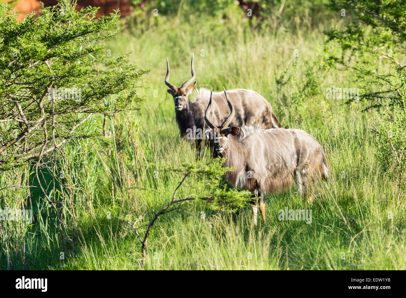 Kudu buck majestic wildlife animal closeup photo in safari wilderness ...