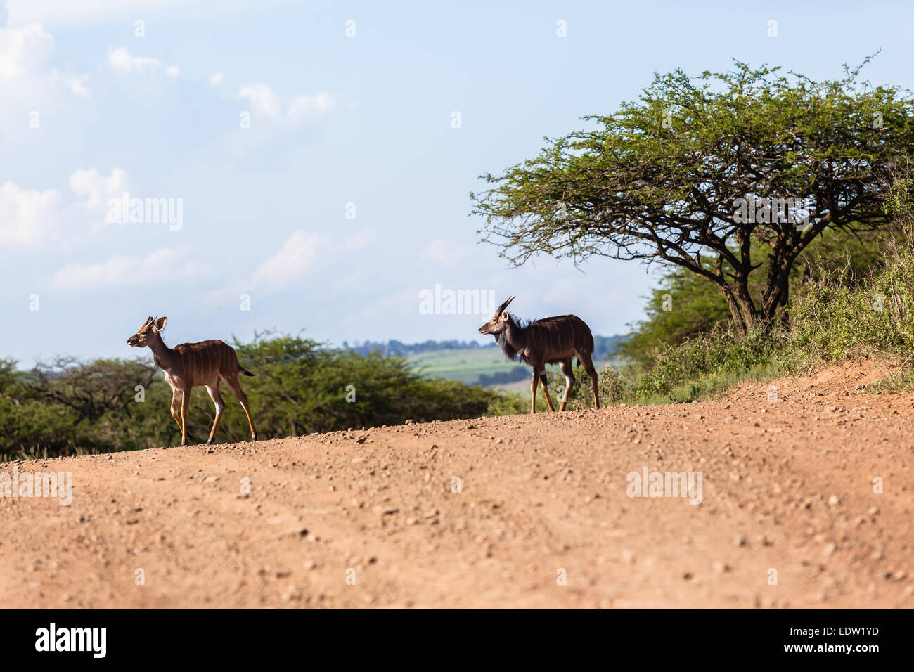 Kudu buck hi-res stock photography and images - Alamy