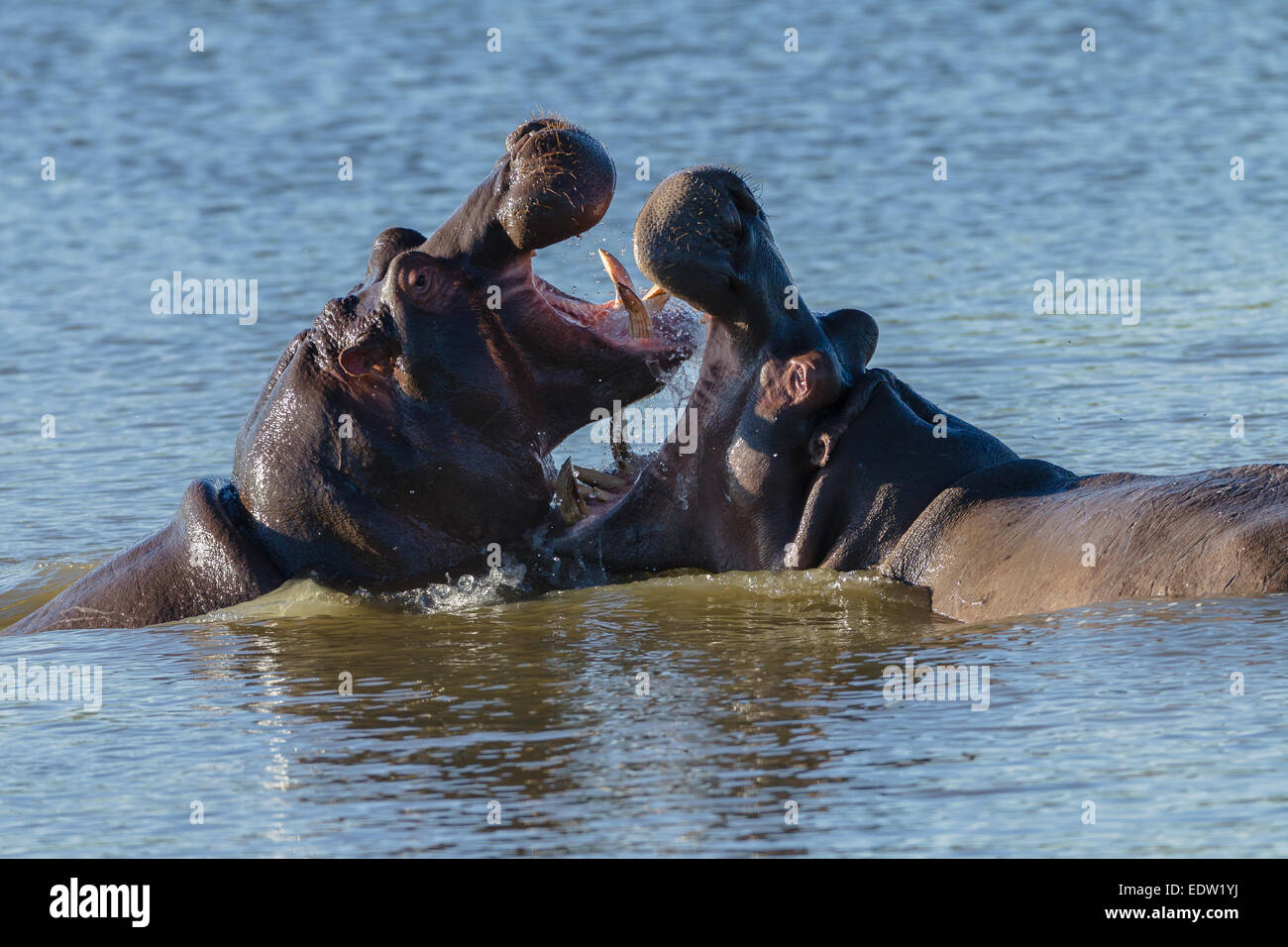 Hippo's males animals face to face fighting in safari wildlife wetland ...