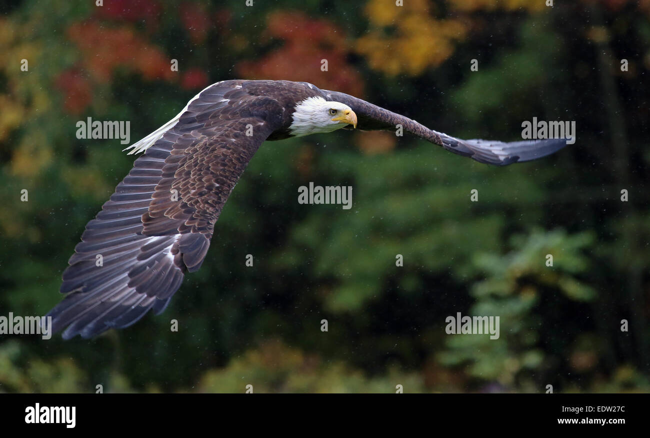 Gliding Bald Eagle Stock Photo - Alamy