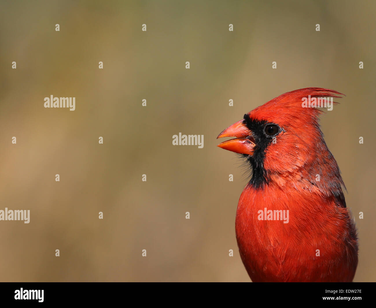 Northern Cardinal Head-shot Stock Photo - Alamy