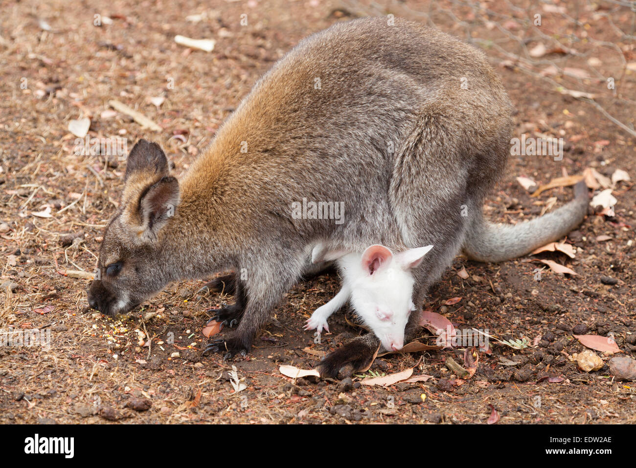 Kangaroo and joey Stock Photo - Alamy