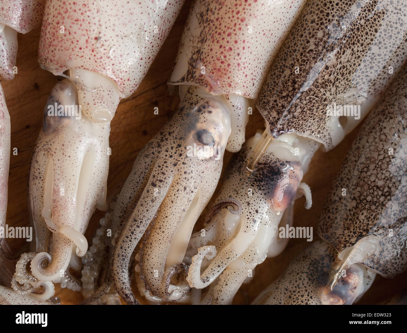 Squids in a row in horizontal composition in an overhead shot Stock ...