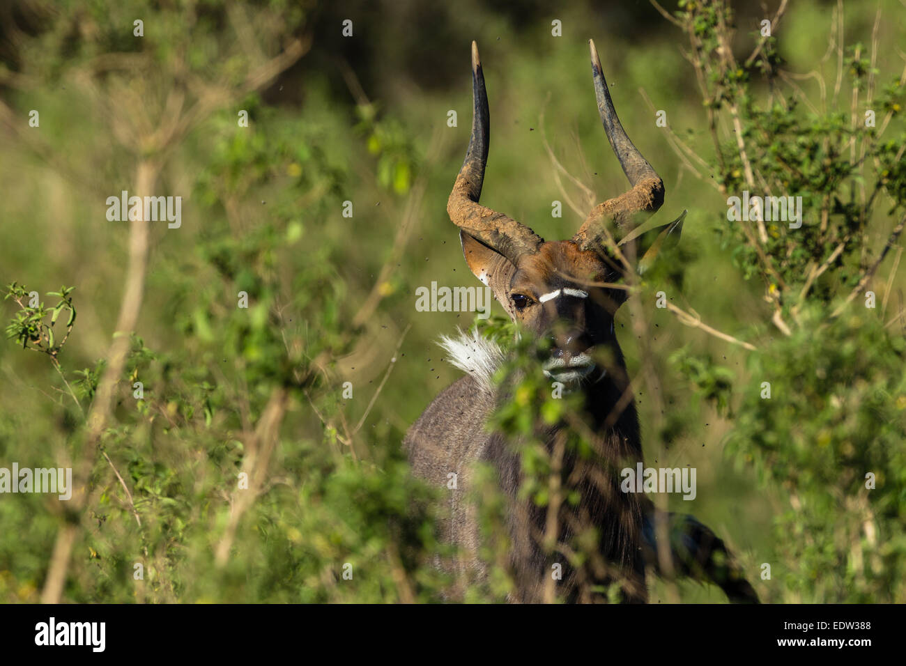 Kudu buck majestic wildlife animal closeup photo in safari wilderness ...