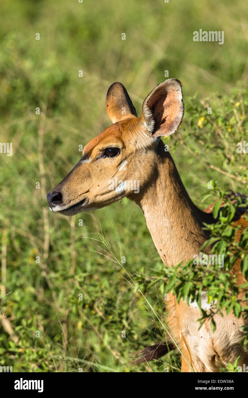 Kudu buck majestic wildlife animal closeup photo in safari wilderness ...