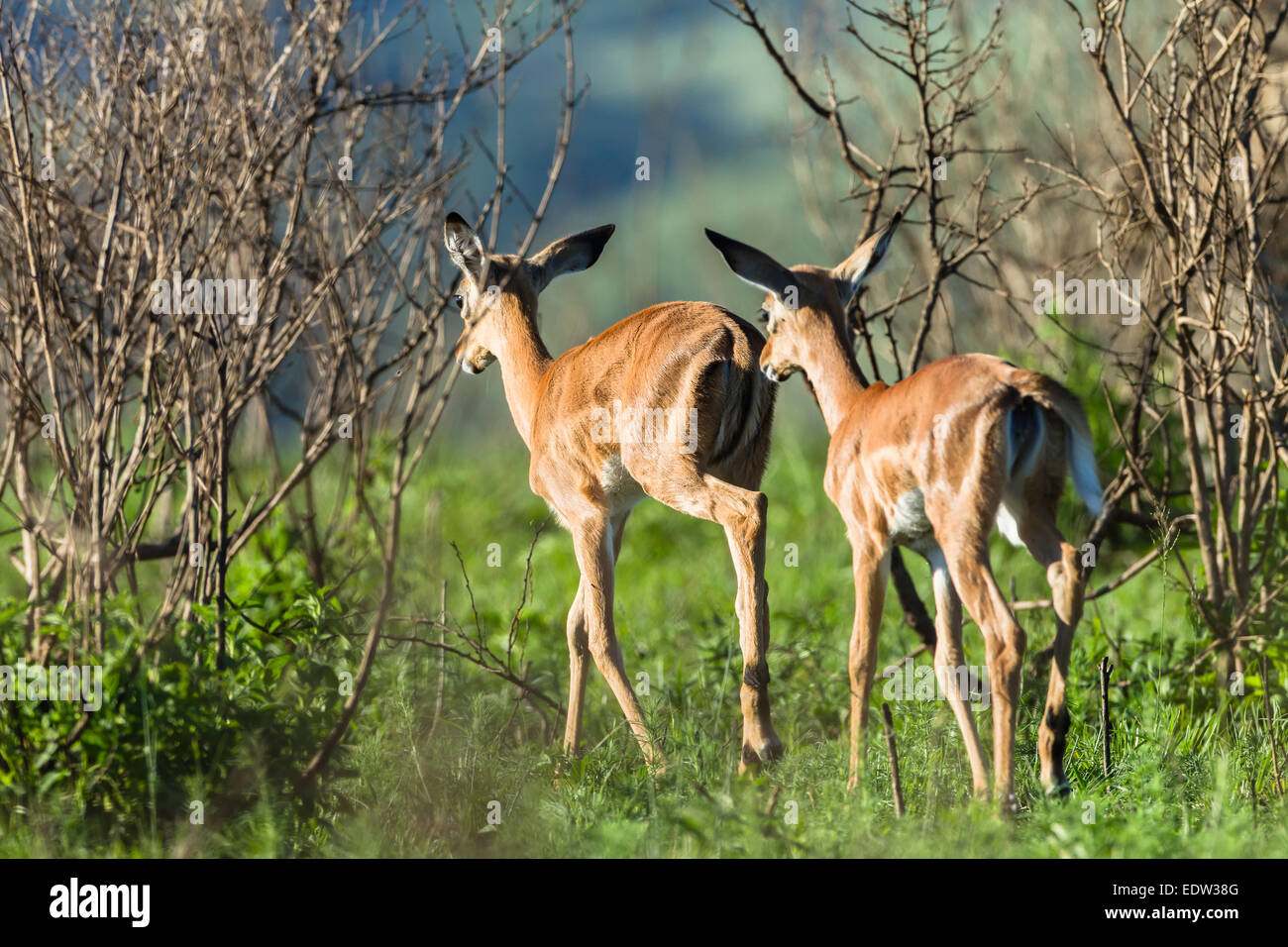 Buck impala wildlife animals closeup with calf's in wilderness safari ...