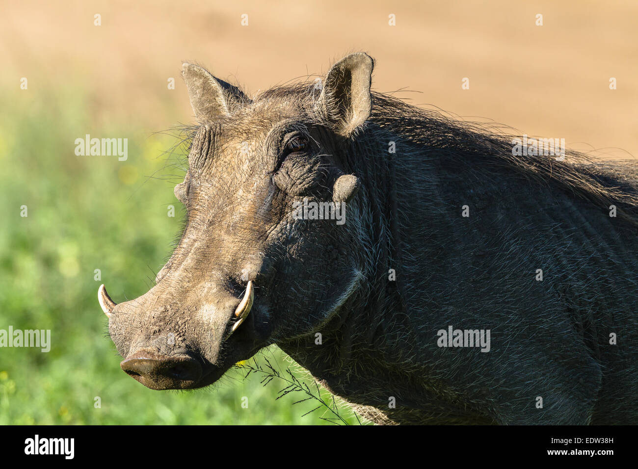 Warthog wildlife animal closeup photo in wilderness park Stock Photo ...