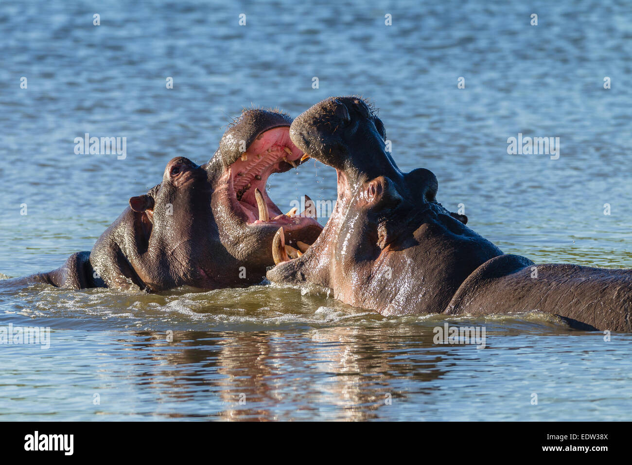Hippo's males animals face to face fighting in safari wildlife wetland ...