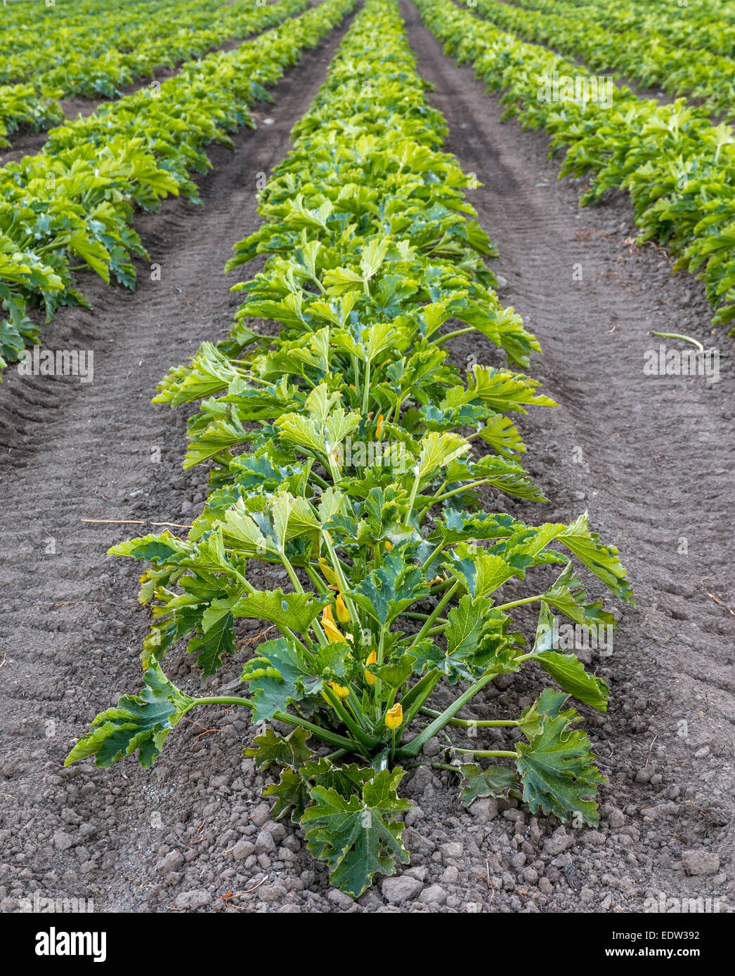 Organic squash growing in a farmers field Stock Photo - Alamy