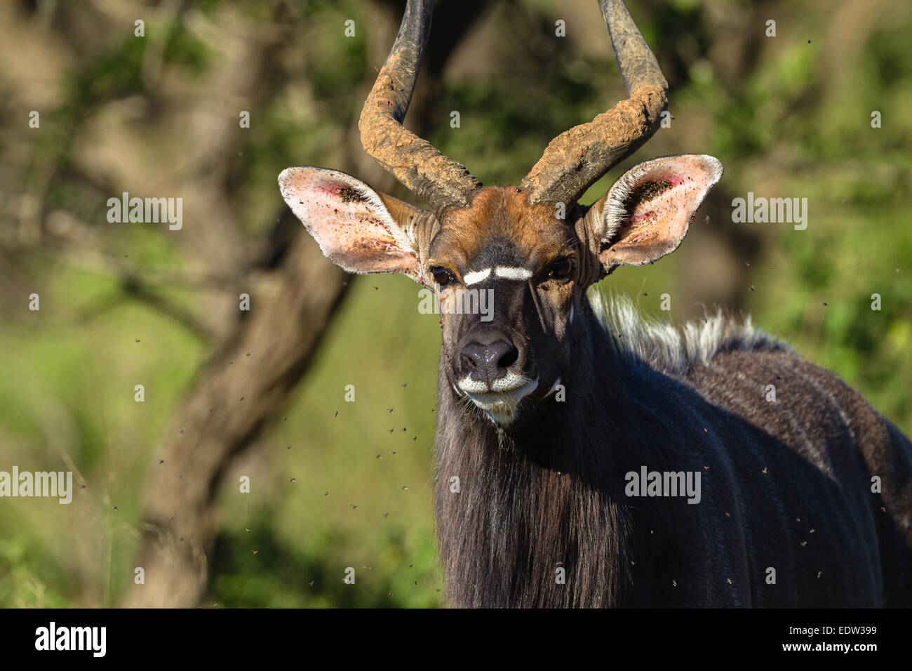 Kudu buck majestic wildlife animal closeup photo in safari wilderness ...