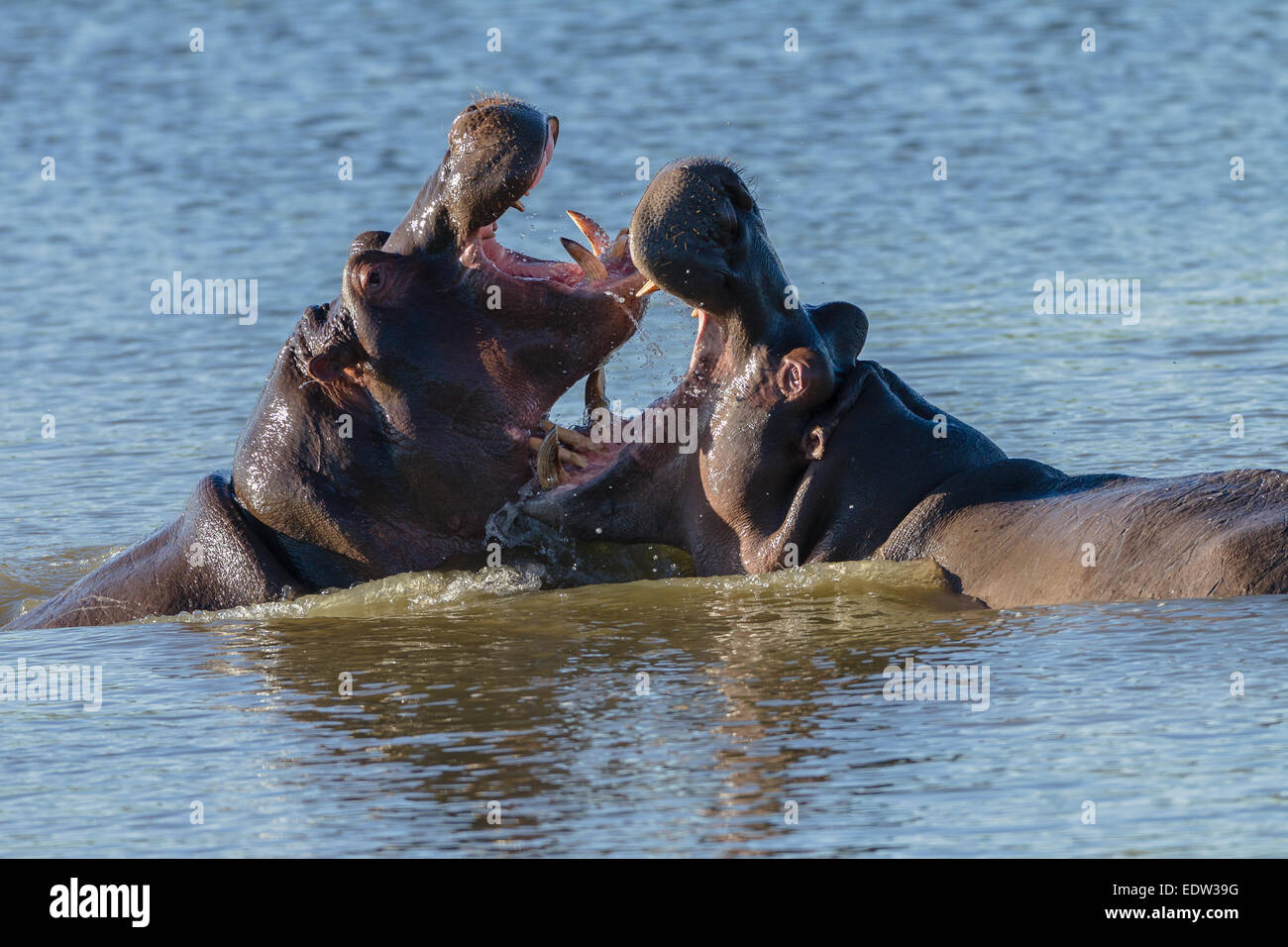 Animals Fighting For Water