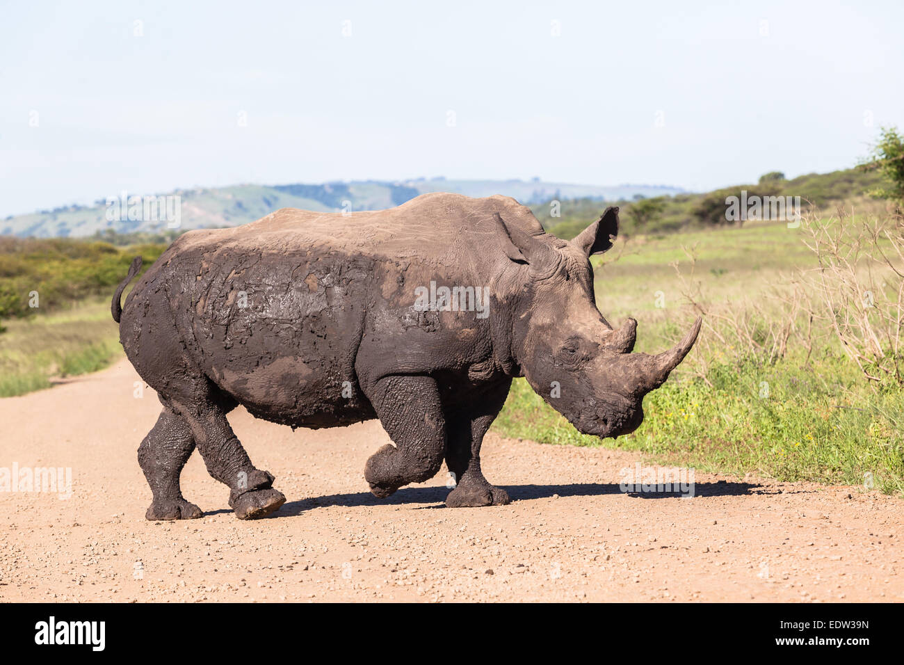 Rhino animal closeup photo detail skin mud protection covering summer ...