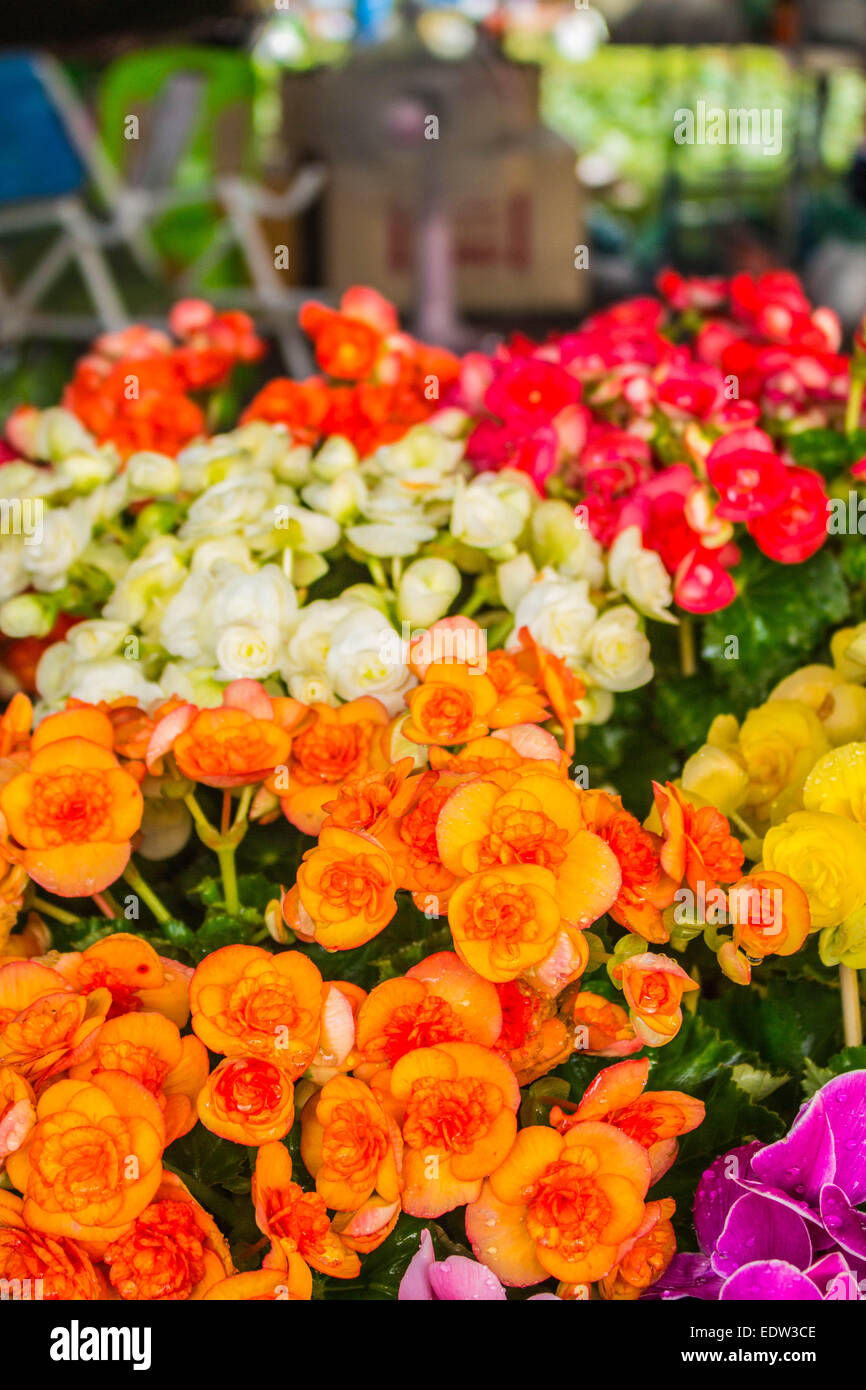 Variety of colorful flowers in the garden Stock Photo - Alamy