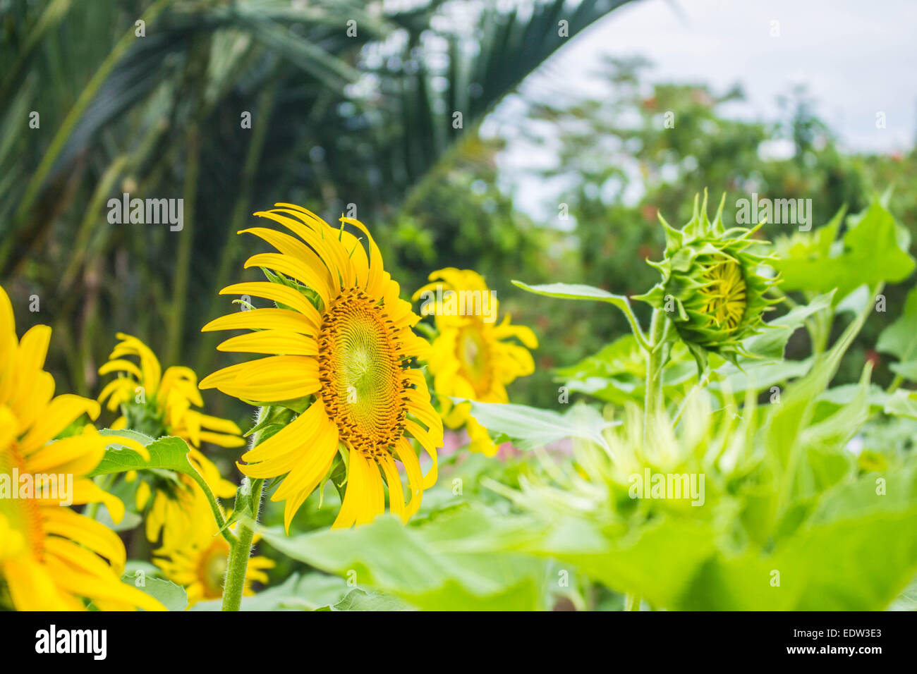 Sunflowers planted in the garden inside Stock Photo - Alamy