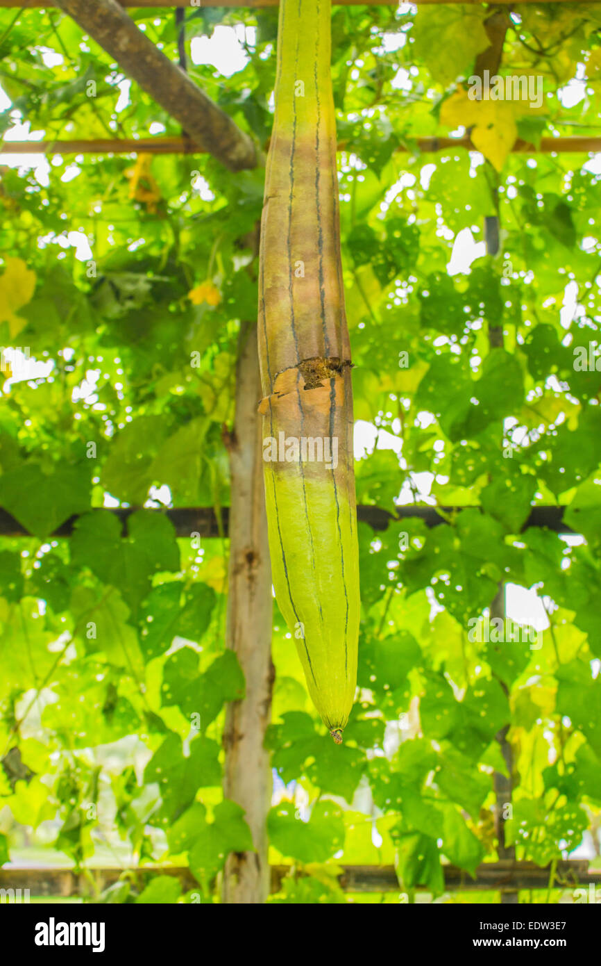 The rotten zucchini in the garden Stock Photo - Alamy