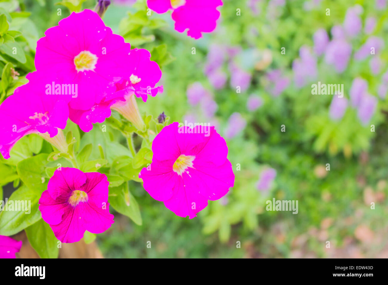 Beautiful pink flowers in the garden Stock Photo - Alamy