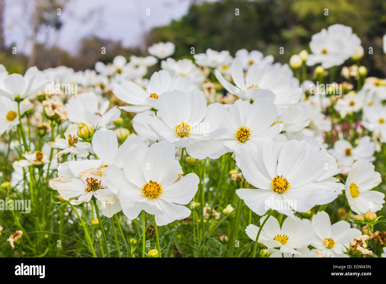 Cosmos purity hi-res stock photography and images - Alamy