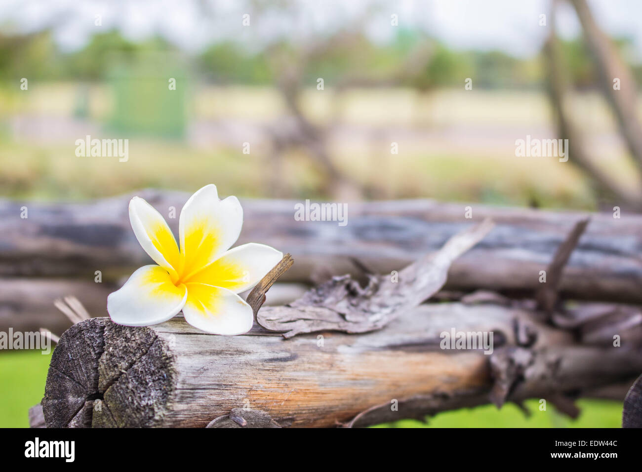 Plumeria flower on a timber Stock Photo - Alamy
