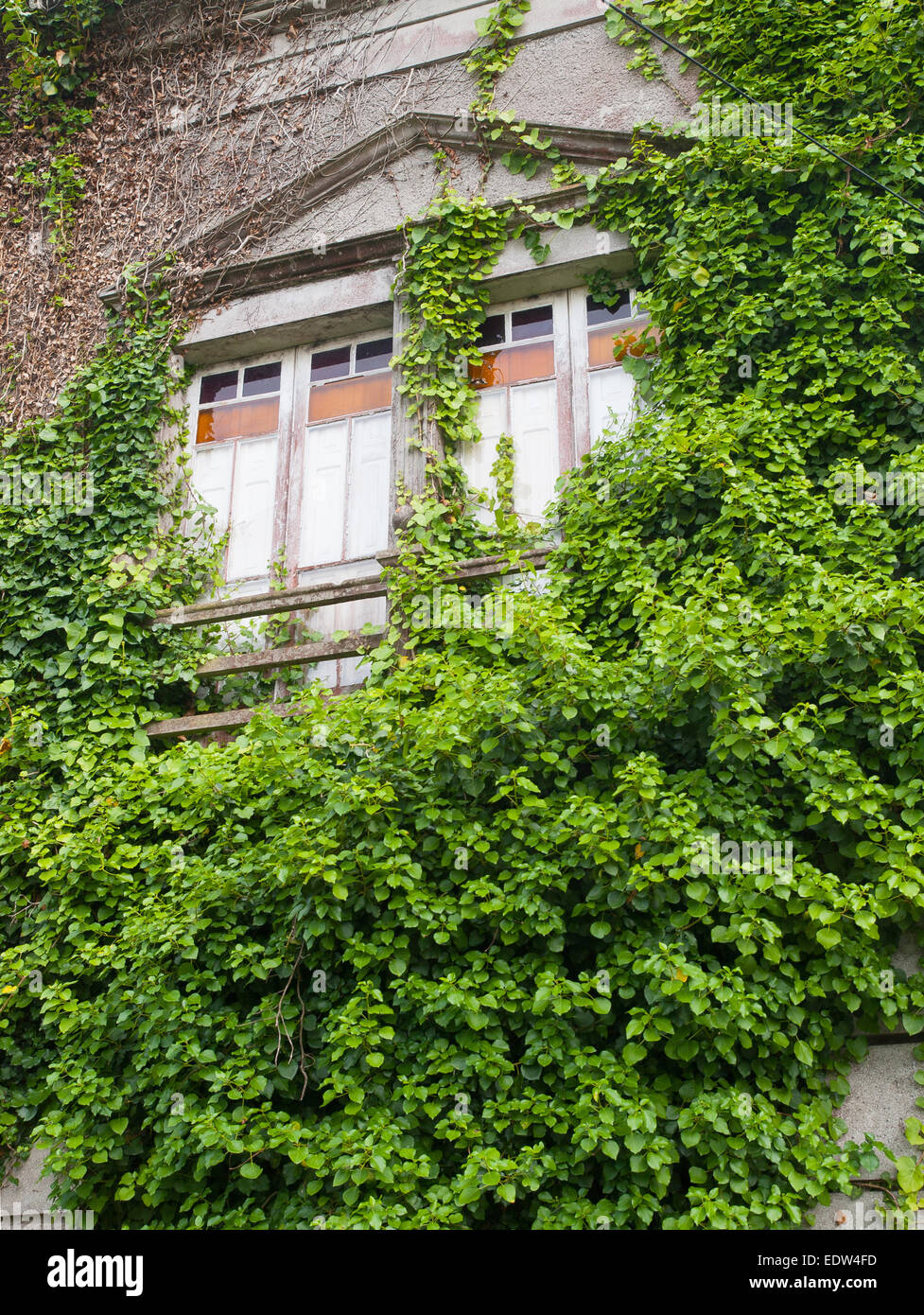Plant invaded house hi-res stock photography and images - Alamy
