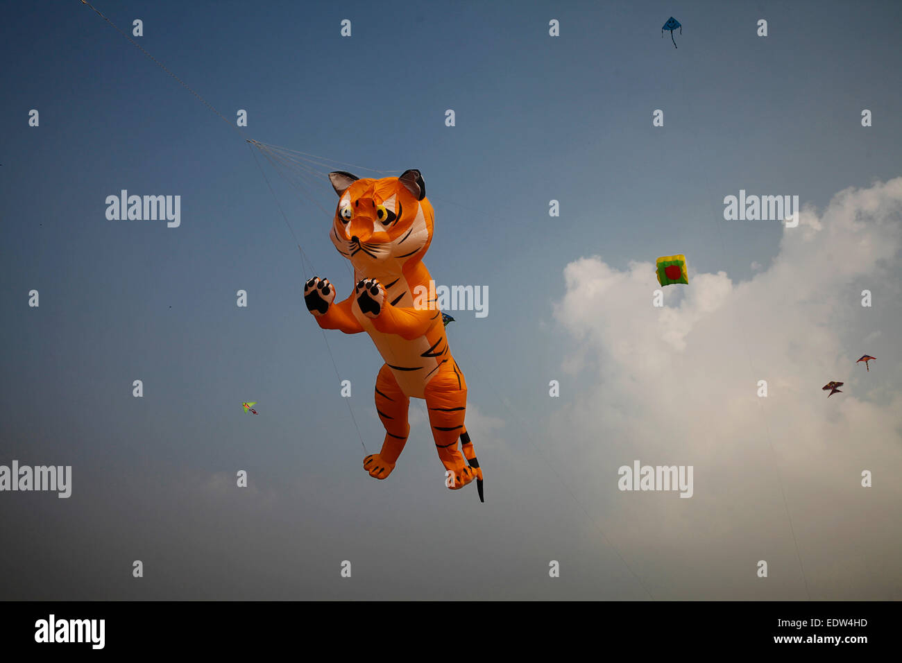 Padma River, Bangladesh. 9th January, 2015. A tiger kite in the sky ...