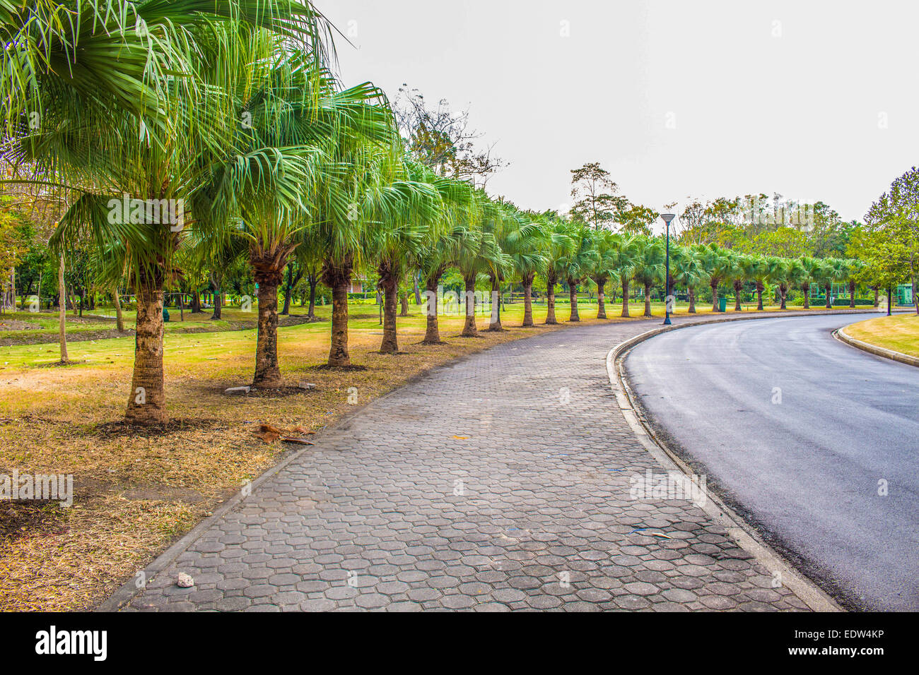 Tree lined walkway along hi-res stock photography and images - Alamy