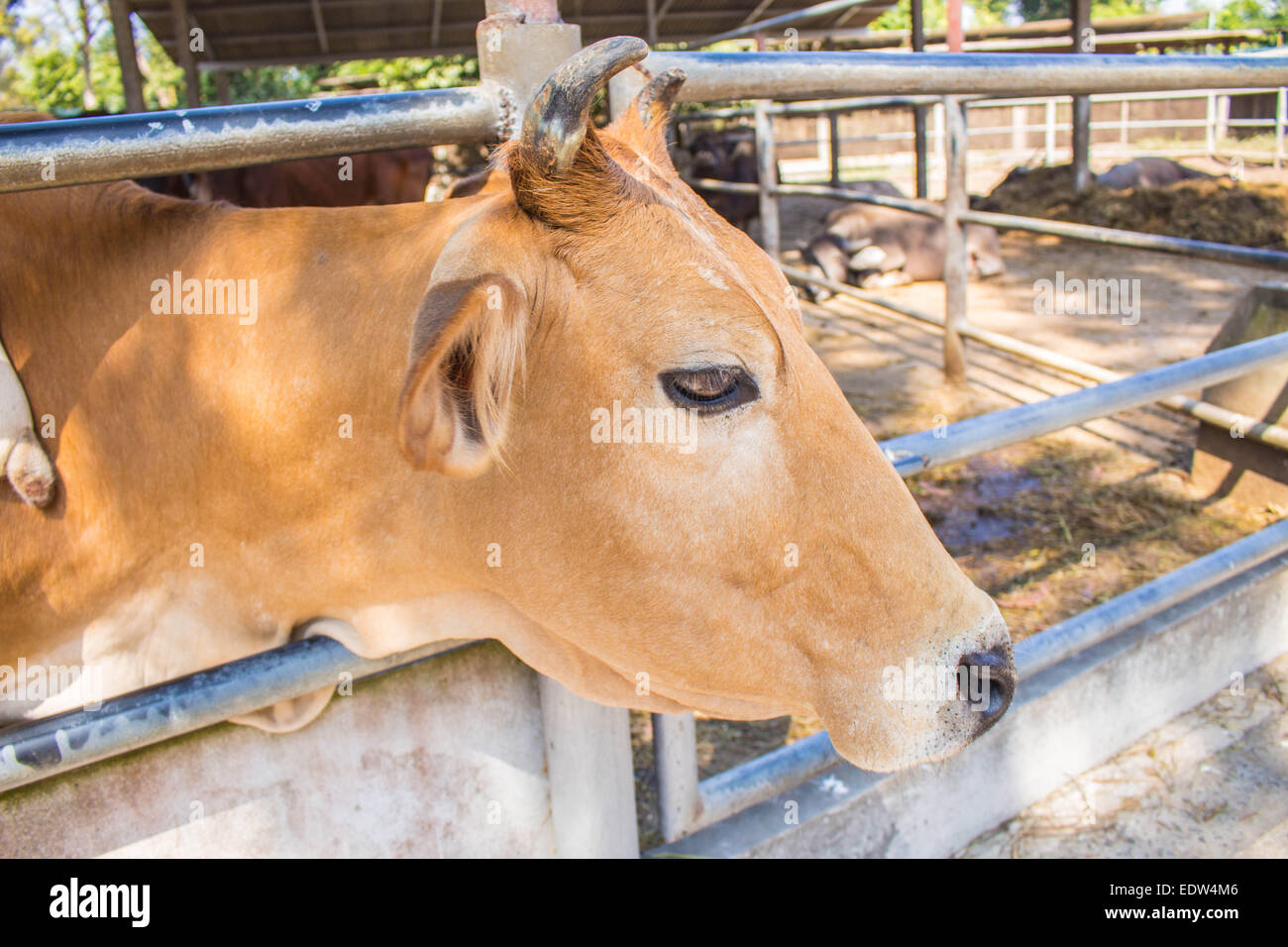 Cattle in a pen inside the zoo Stock Photo - Alamy