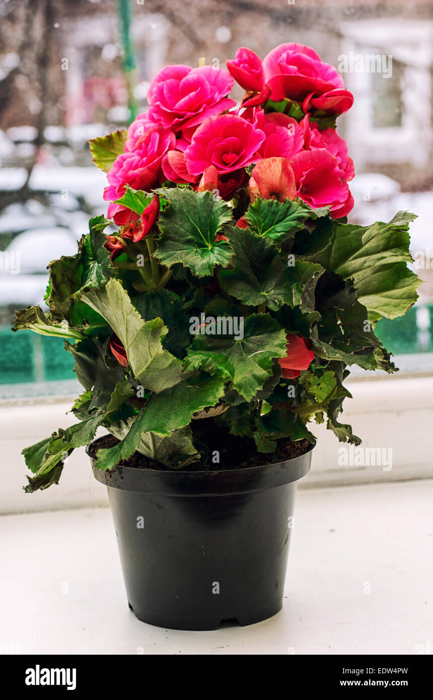 blooblooming begonia on the windowsill in winter windowming begonia on ...