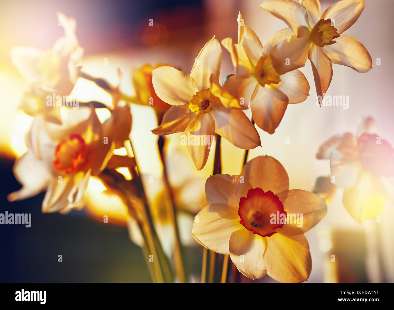 Spring flowers daffodils in the golden sunlight. Instagram colors Stock ...