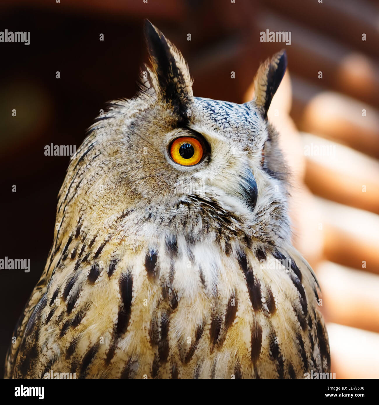 Staring owl sitting against wooden wall Stock Photo - Alamy