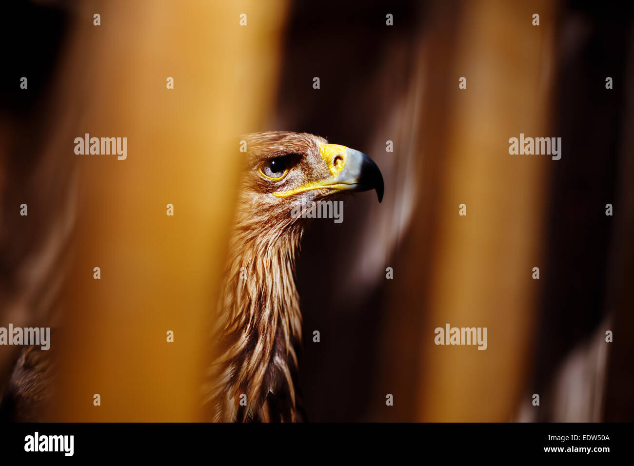 Golden eagle in a zoo. Close up portrait Stock Photo - Alamy