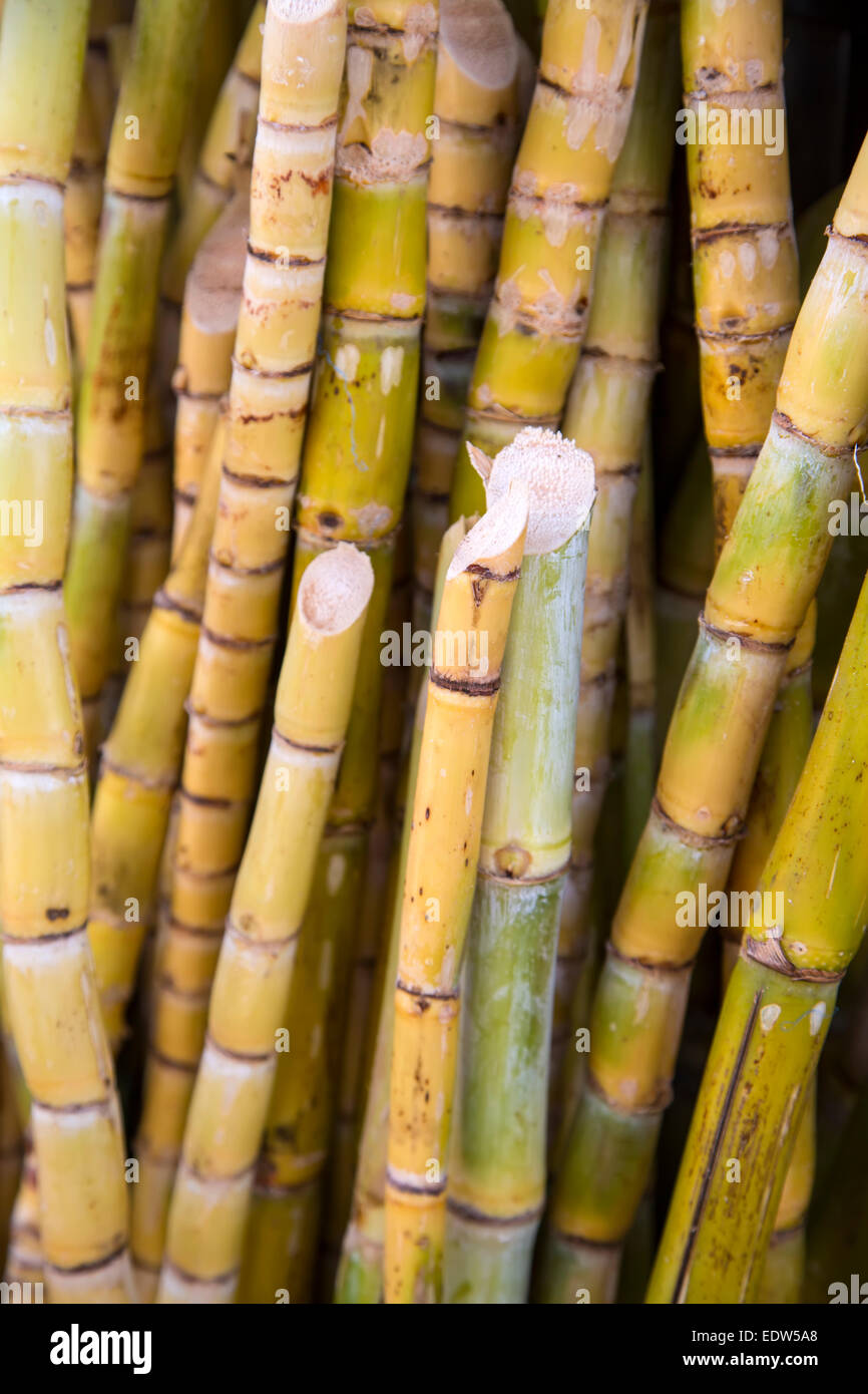 Bunch of bamboos hi-res stock photography and images - Alamy