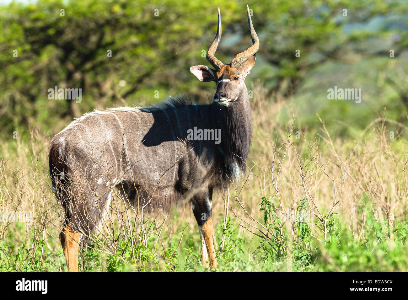 Kudu buck majestic wildlife animal closeup photo in safari wilderness ...
