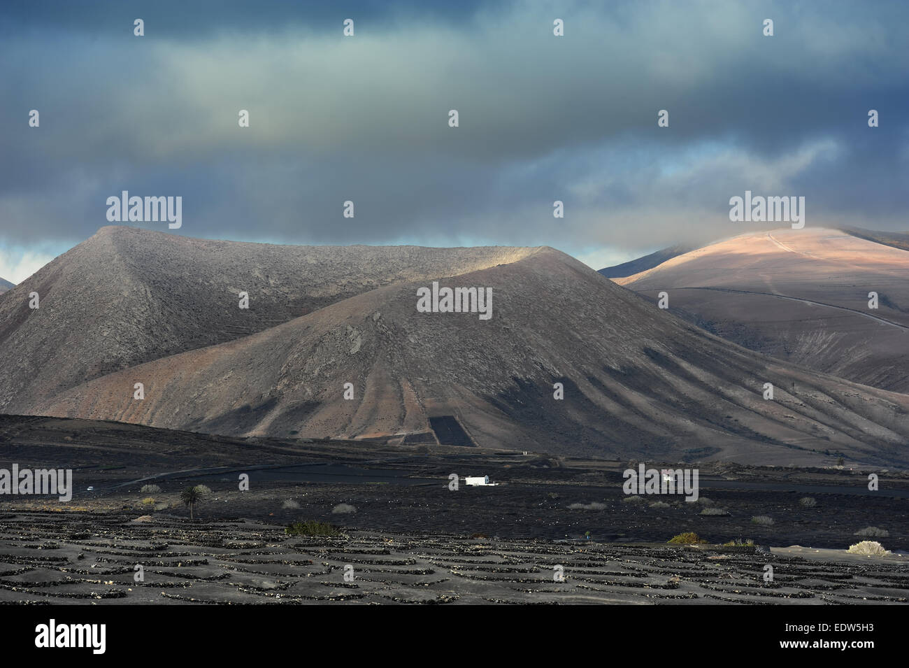 vineyards on black volcanic sand at La Geria Valley, Lanzarote Island ...
