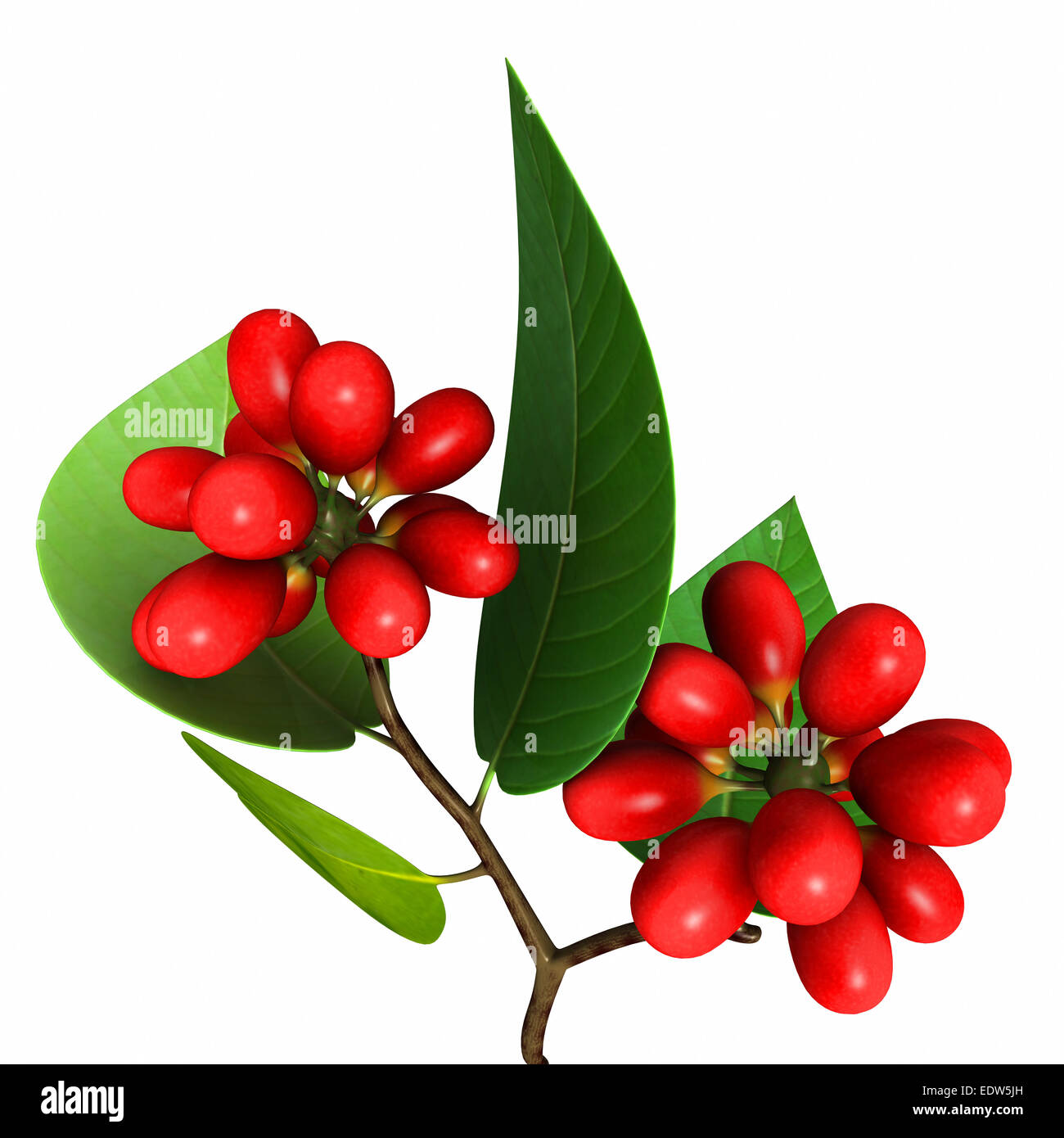 Ashoka plant hi-res stock photography and images - Alamy