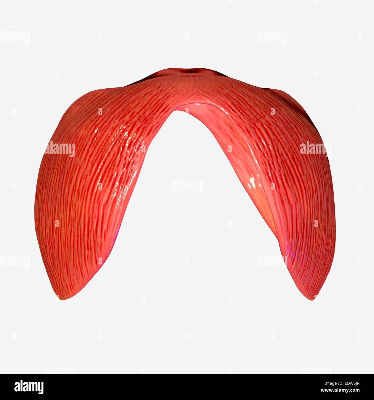 The heart and the diaphragm hi-res stock photography and images - Alamy