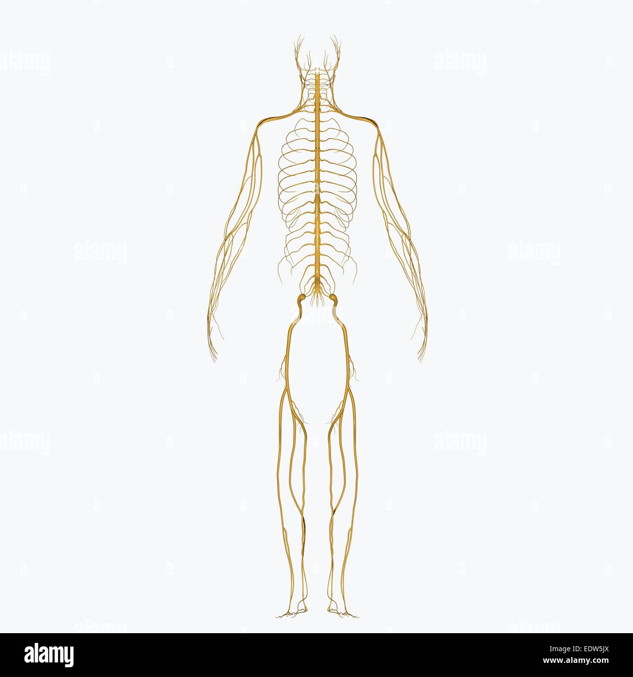 Spinal nerves diagram hi-res stock photography and images - Alamy
