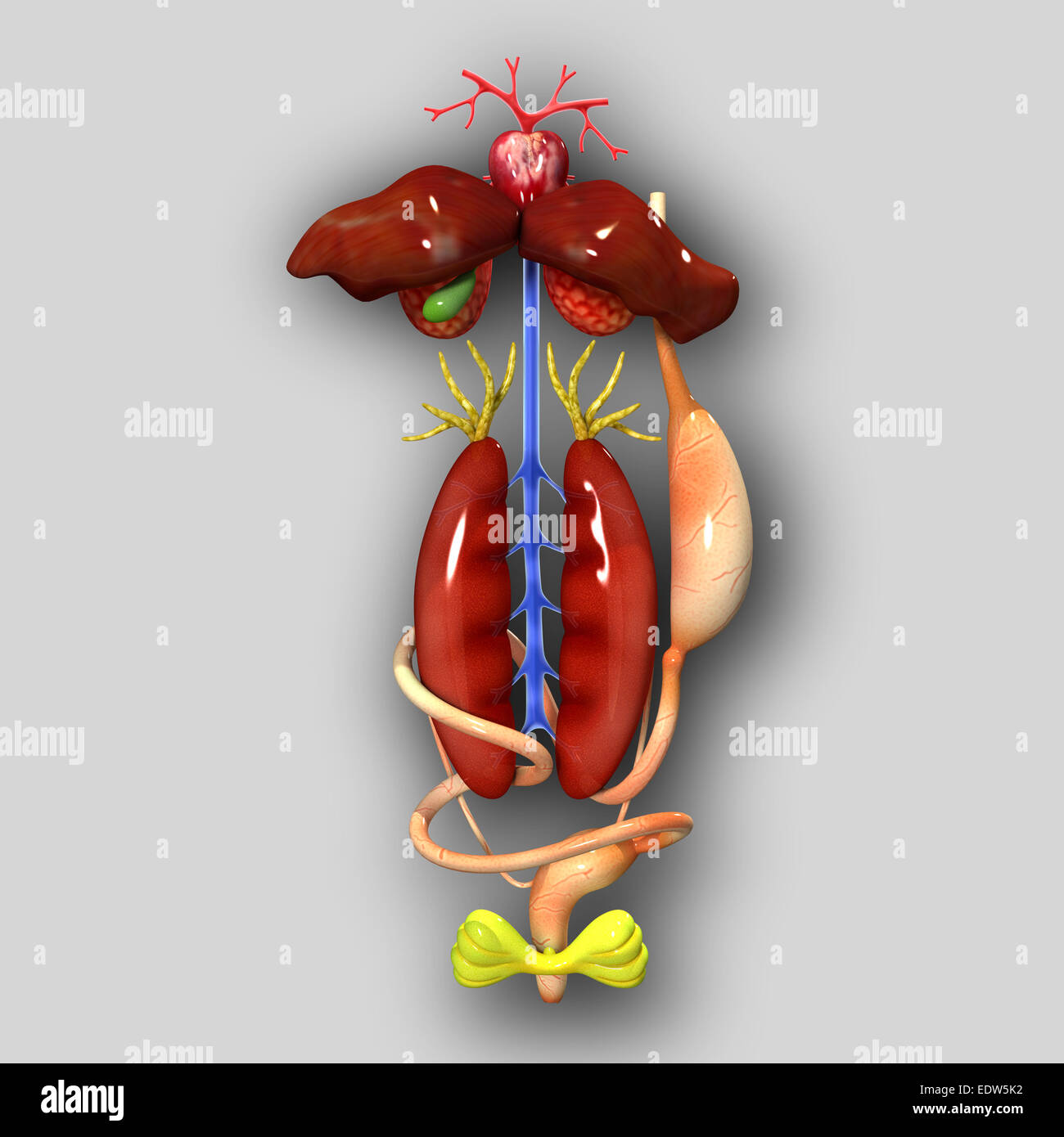 Frog inner parts Stock Photo - Alamy