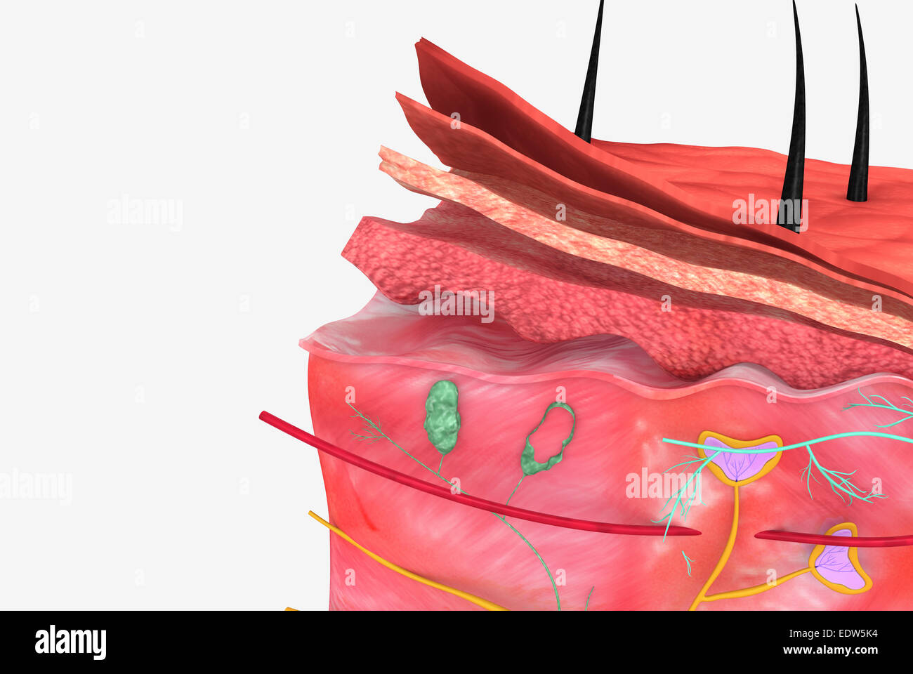 Human skin diagram hi-res stock photography and images - Alamy