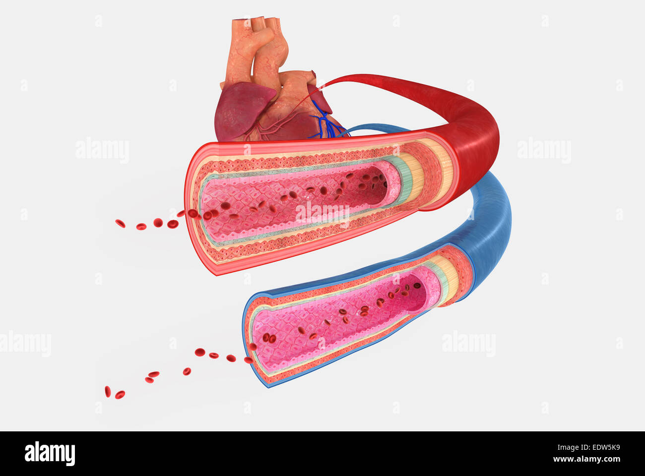 Structure of blood vessels hi-res stock photography and images - Alamy