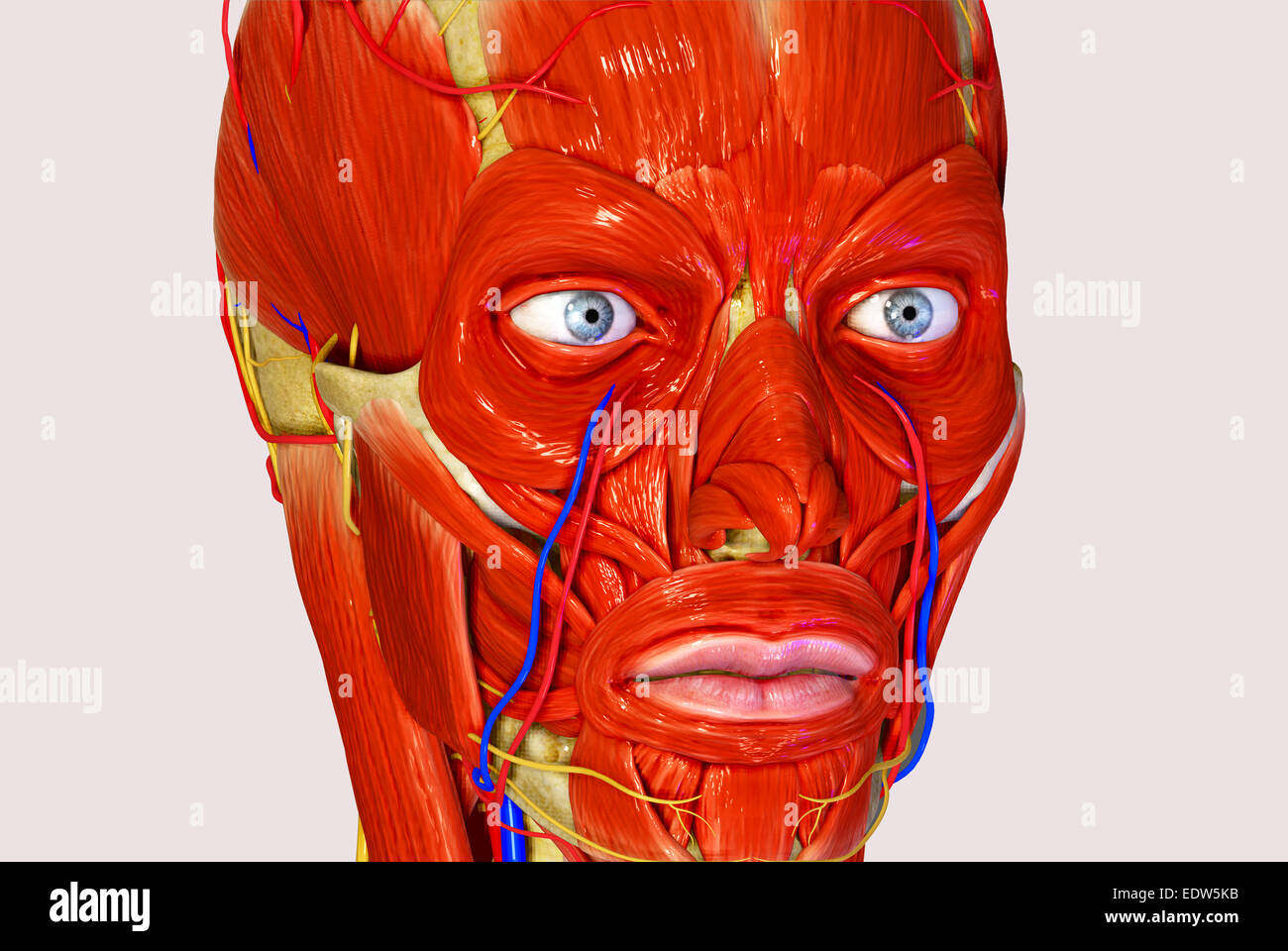 Muscle anatomy face hi-res stock photography and images - Alamy